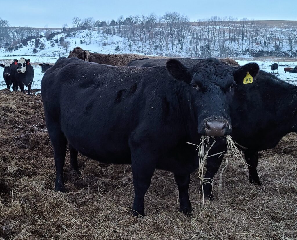 Special Beef Cow Sale