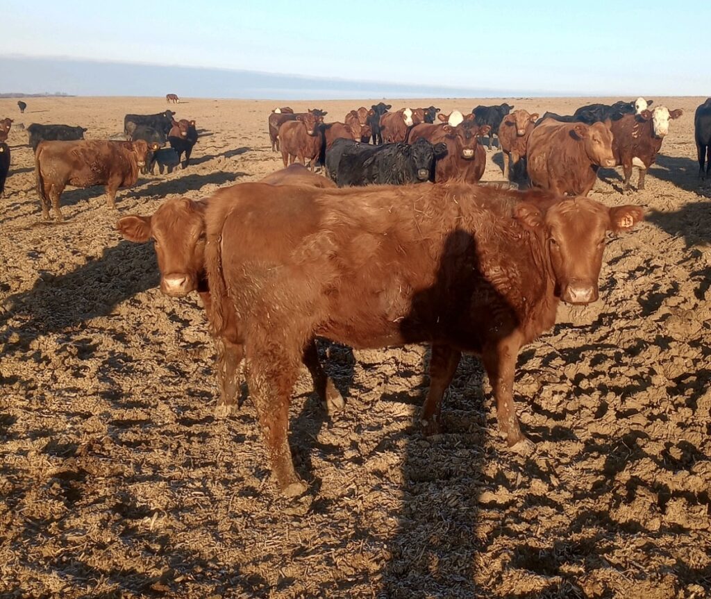 Bred Cow/Feeder Cattle